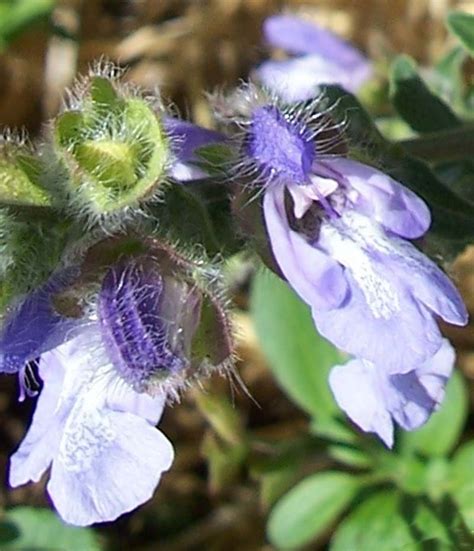 Salvia Africana Caerula