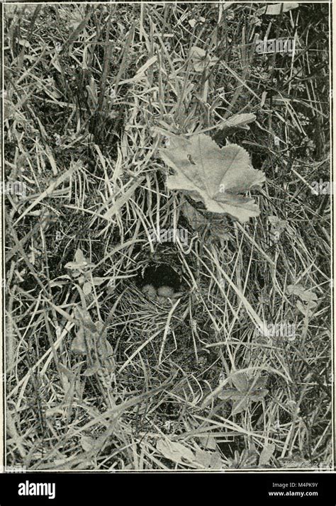 The 1898 Guide British Birds Nests Offers Instructions On Identifying And Locating Bird Nests