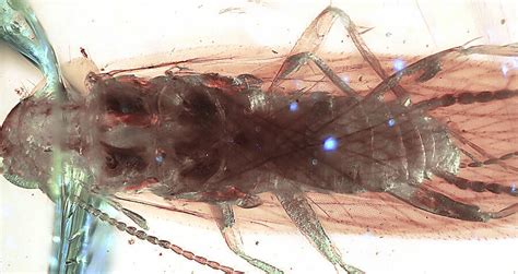 Two New Ancient Species Of Cockroach Found Preserved In Amber