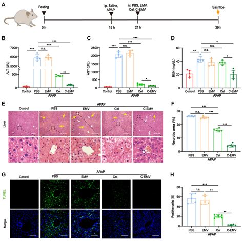C Emv Alleviated Apap Induced Hepatotoxicity In Mice A Schematic Download Scientific Diagram
