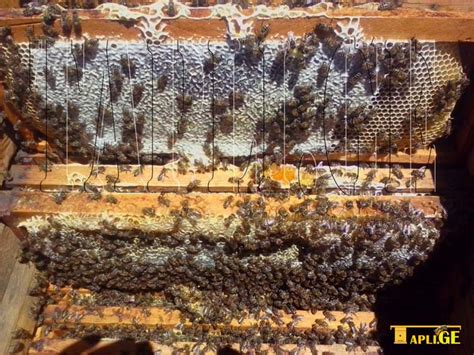 თაფლი Tapli Ge თაფლი თაფლის არაყი ცვილი სხვა თაფლი