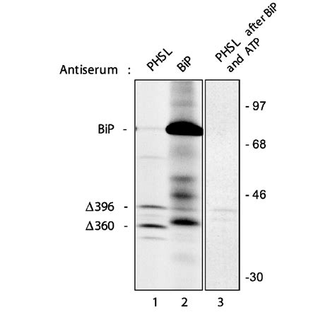 the c terminal helical domain is a determinant for bip binding to