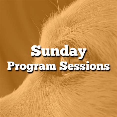 Sunday Program Sessions Fun In The Sun