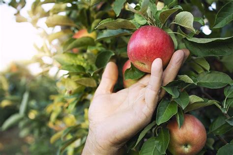 Pruning Apple Trees Australia Summer Winter Spring Fall