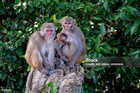 Rhesus Macaques Are Asian Old World Monkeys This Photo Was Taken From