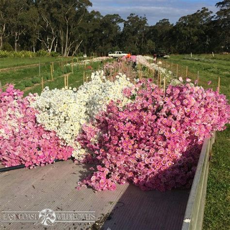 Harvesting Pink White Paper Daisies On Our Central Coast Farm