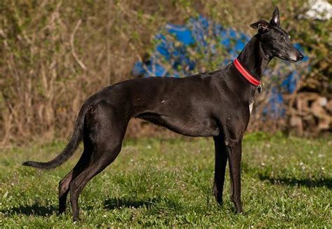 Greyhound Community - Verwendung