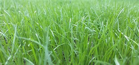 Premium Photo Looking Through Grass