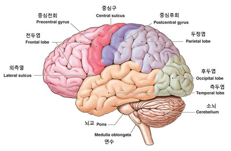 신경계 후려치기1 중추신경뇌 척수 대뇌 소뇌 간뇌 뇌간 연수 중뇌 네이버 블로그