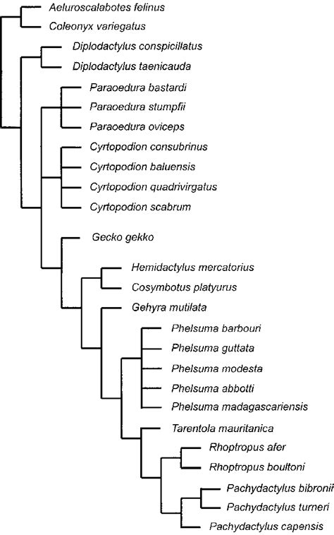 Hypothetical Tree Used In The Phylogenetic Analyses Of Covariance The Download Scientific