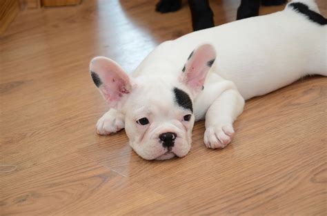 Щенки французского бульдога