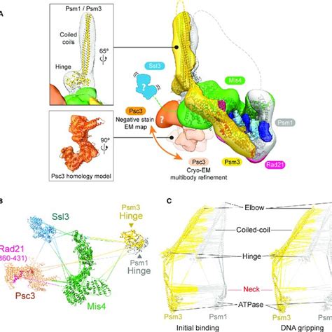 Overview Structure Of Cohesin During Its Loading Onto Dna Download Scientific Diagram