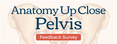 The Anatomy Up Close Pelvis Feedback Survey Bower Bird CPD