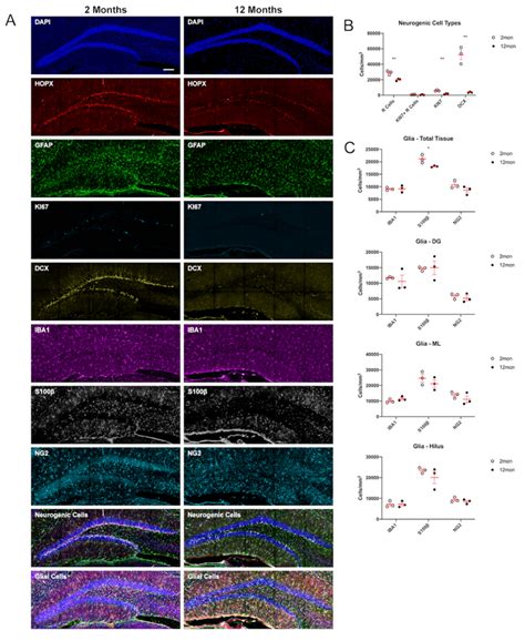 Age Related Dynamics Of Cell Populations In The Mouse Dg A Example Download Scientific