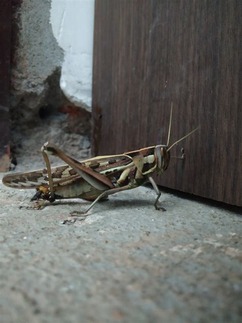 Giant Grasshopper Pixahive