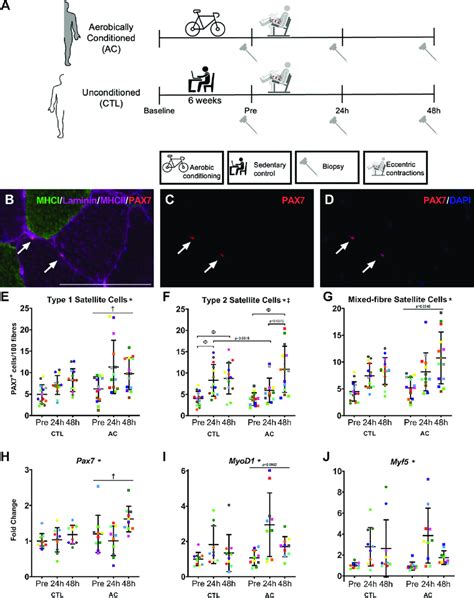 SC Content And Myogenic Gene Expression A Schematic Of The Study