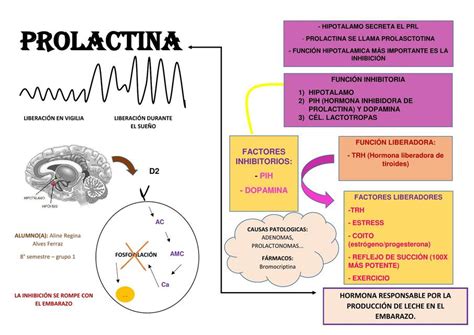 Prolactina Aline Ferraz Udocz