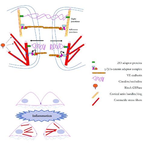 A Schematic Representation Of The Regulation Of The Endothelial Barrier