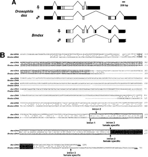 Comparative Analysis Of The Exonintron Layout Of The Dsx And Bmdsx