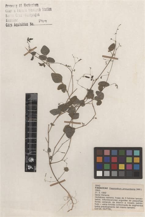 Desmodium Procumbens