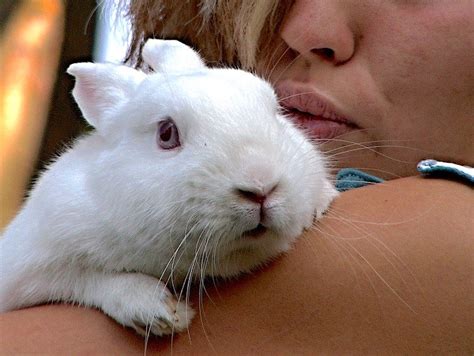 Pasteurella Multocida Rabbits