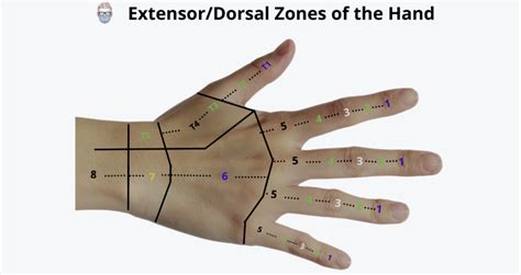 Extensor Zones Diagram Quizlet
