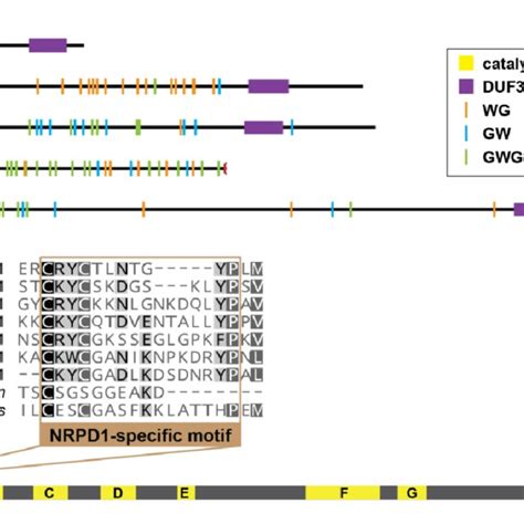 Cga Homologs Resemble Nrpe1 In The C Terminal Domain A Diagram Of
