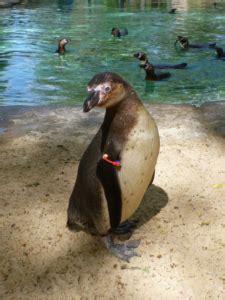 Penguin Pride Same Sex Behaviour In Penguins Penguins International