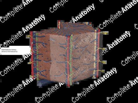 Interlobular Artery Complete Anatomy