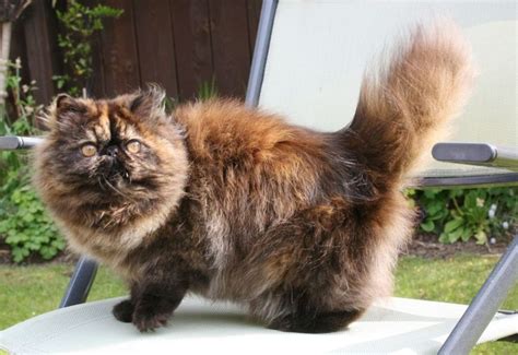 Tortoiseshell Persian
