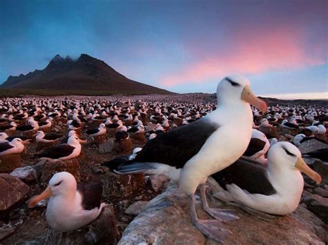 Unforgettable Albatrosses Tiplr