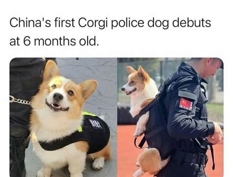 Uplifting Pictures And Memes Of Cute Corgis To Fill Your Monday With