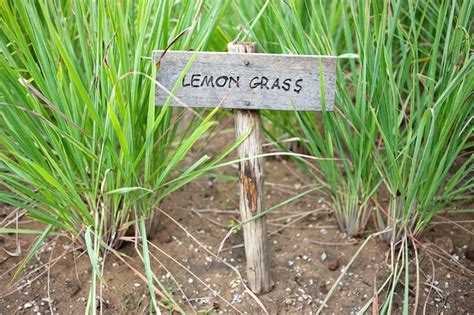 Lemon Grass Plant Garden
