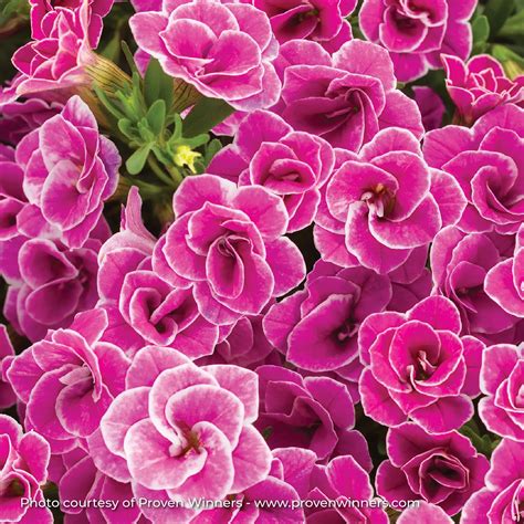Calibrachoa Superbells® Doublette Love Swept™ Vandermeer Nursery Ltd