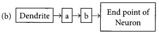Important Question For Class Science Control And Coordination PDF