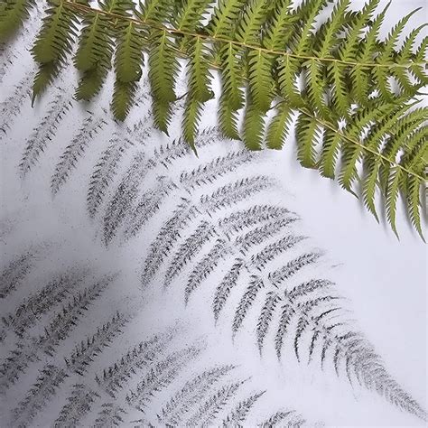 베케 고사리 스스로 그린 점묘화 포자 말리는중 양치식물번식 Collection