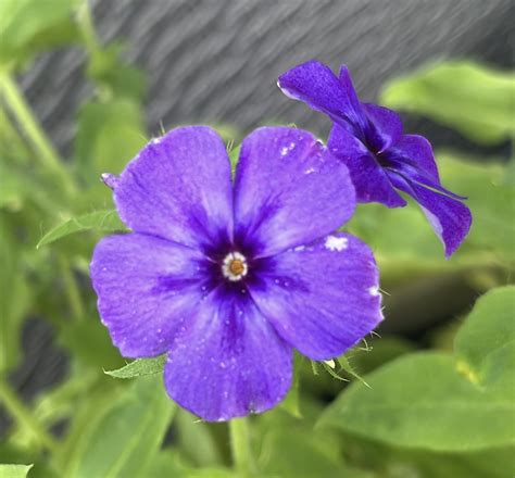 Phlox Nana Blue Beauty Buskruidje