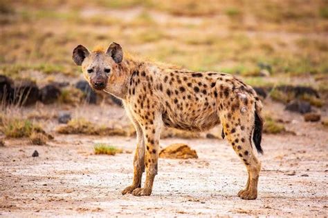 African Warthog Wildlife Facts And Safari Viewing Tips