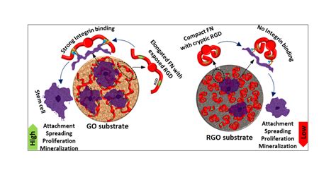 Molecular Control Of Interfacial Fibronectin Structure On Graphene