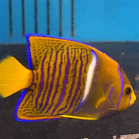 Passer Angel Med Richmond Aquarium