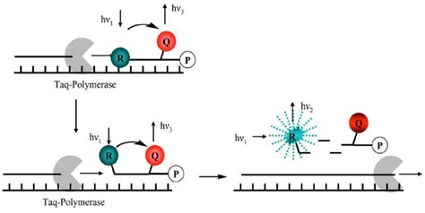 Schematic Showing For Taqman Assay Download Scientific Diagram