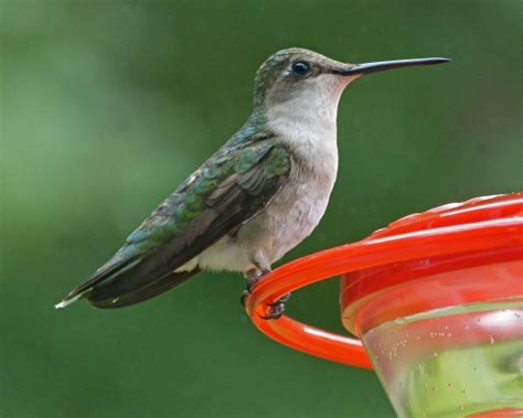 Female Ruby Throated Hummingbird FeederWatch