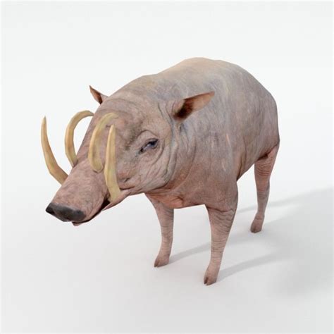 Babirusa 3d Modell 18 Unknown 3ds Blend Dae Fbx Stl Free3d