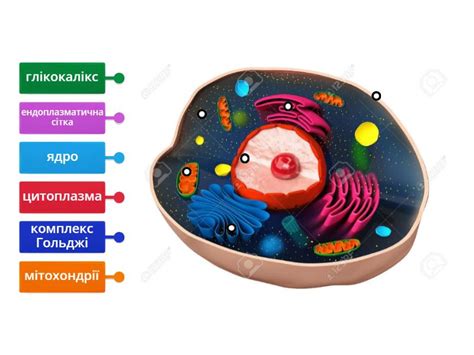 Будова клітини людини З повагою Лариса Терещенко Labelled Diagram