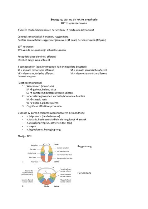Hc 1 Hersenzenuwen College Aantekeningen 1 Beweging Sturing En