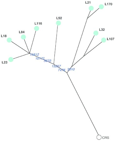Median Network Of The Mitochondrial Coding Region Sequences In