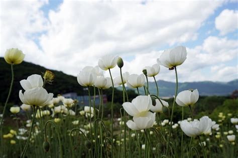 국립dmz자생식물원 북방계 희귀식물 한 달간 공개 스포츠조선