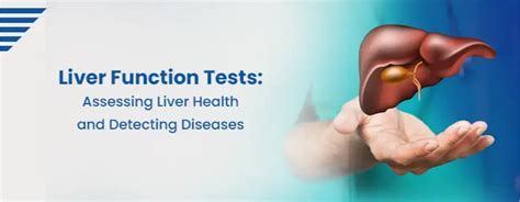 Liver Function Tests Assessing Liver Health And Detecting Diseases