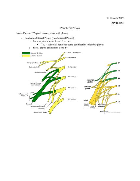 10 October Peripheral Plexus And Cranial Nerves 10 October 2019