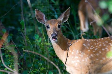 Can Deer See Orange Explained Wildlife Informer